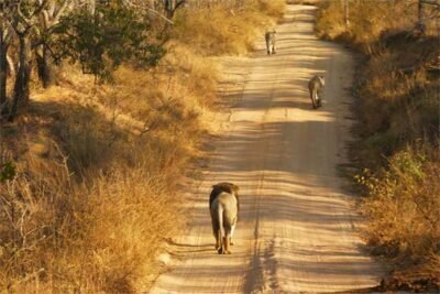 Galactische Federatie - Channelings